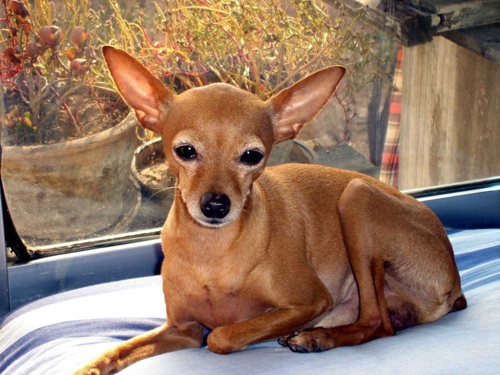 Deer Head Chihuahua Breed Information Facts And Highlights Deer Head Chihuahua Breed Information Facts And Highlights